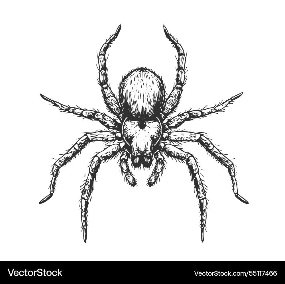 Spider sketch hand drawn insects Royalty Free Vector Image