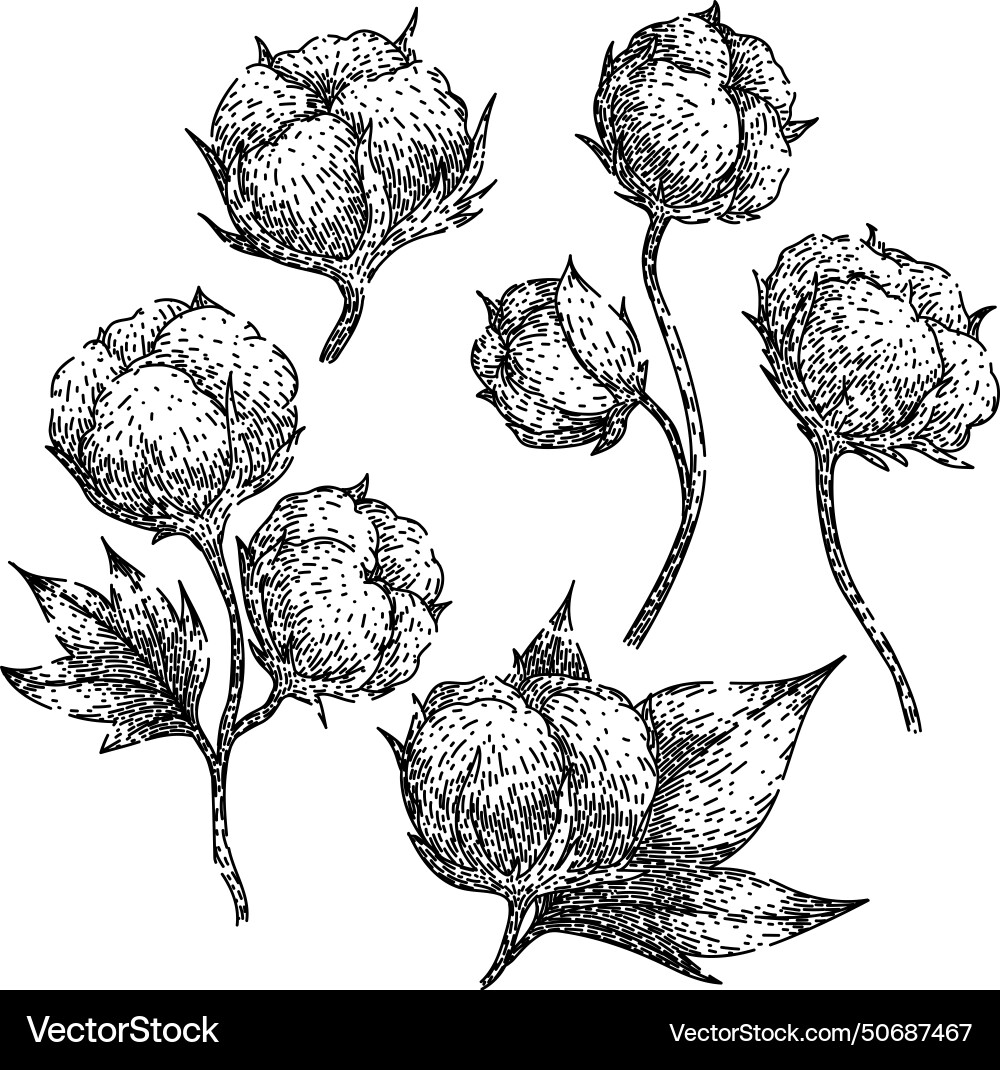 Cotton plant set sketch hand drawn Royalty Free Vector Image
