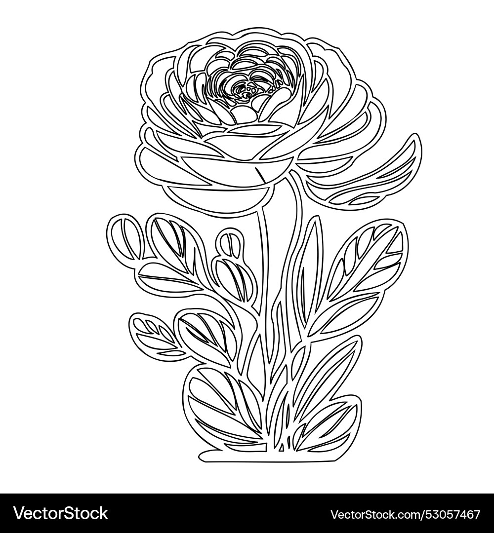Ranunculus flower plant sketch outline Royalty Free Vector