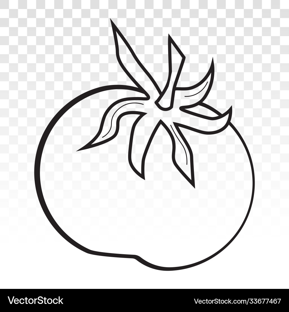 Tomato line art icon on a transparent background Vector Image