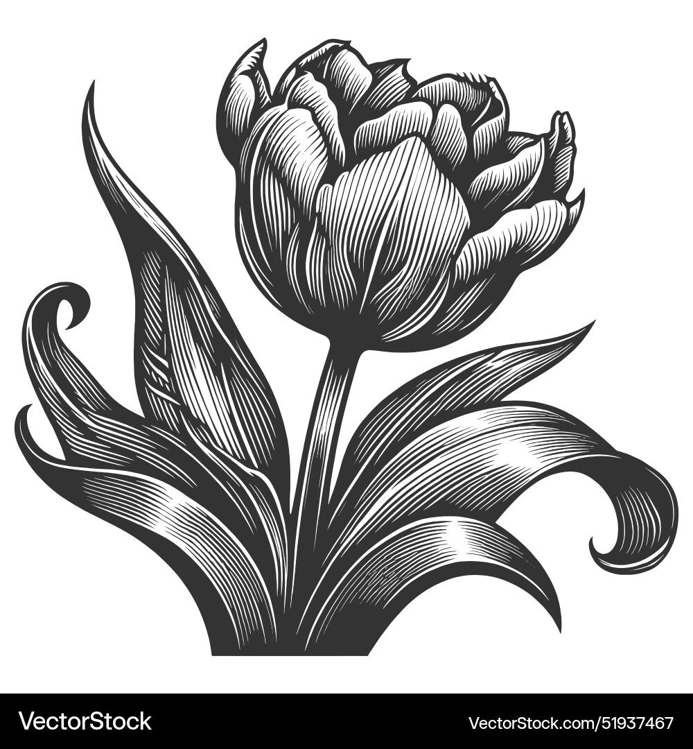 Tulip flower engraving sketch Royalty Free Vector Image
