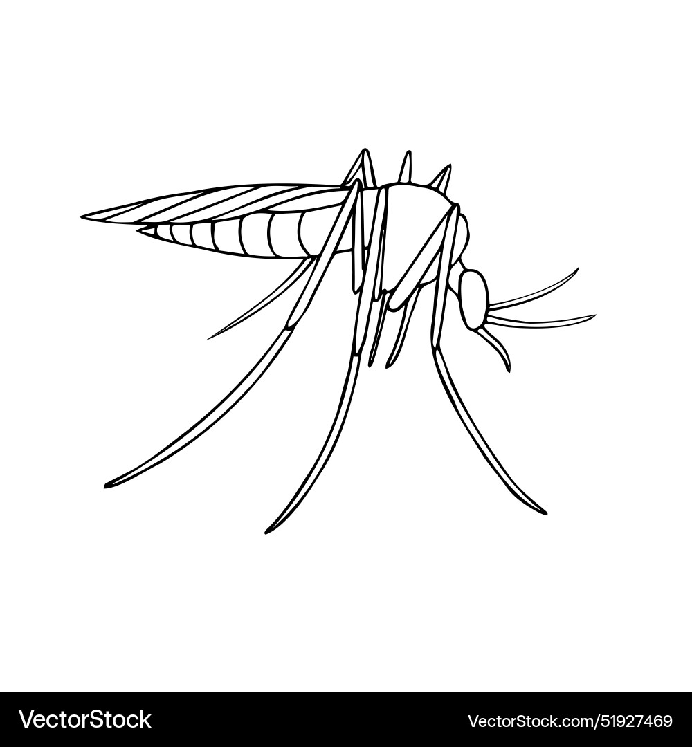 Hand drawn doodle sketch outline mosquito Vector Image