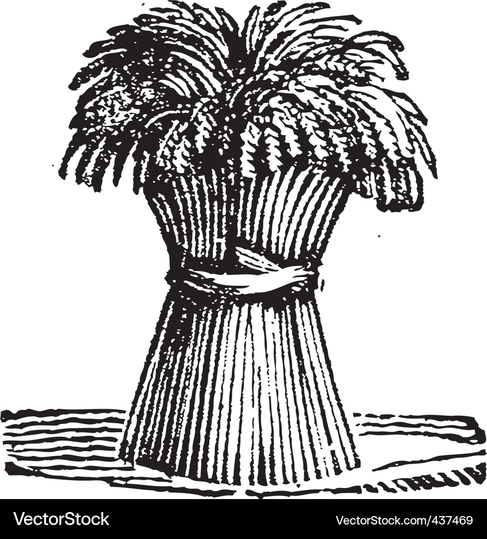 Wheat Sheaf Harvest Bundle Royalty Free Vector Image