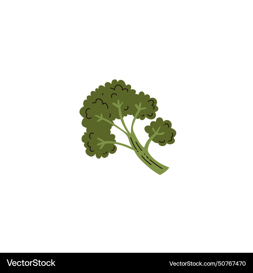 Green broccoli branch fresh vegetable Royalty Free Vector