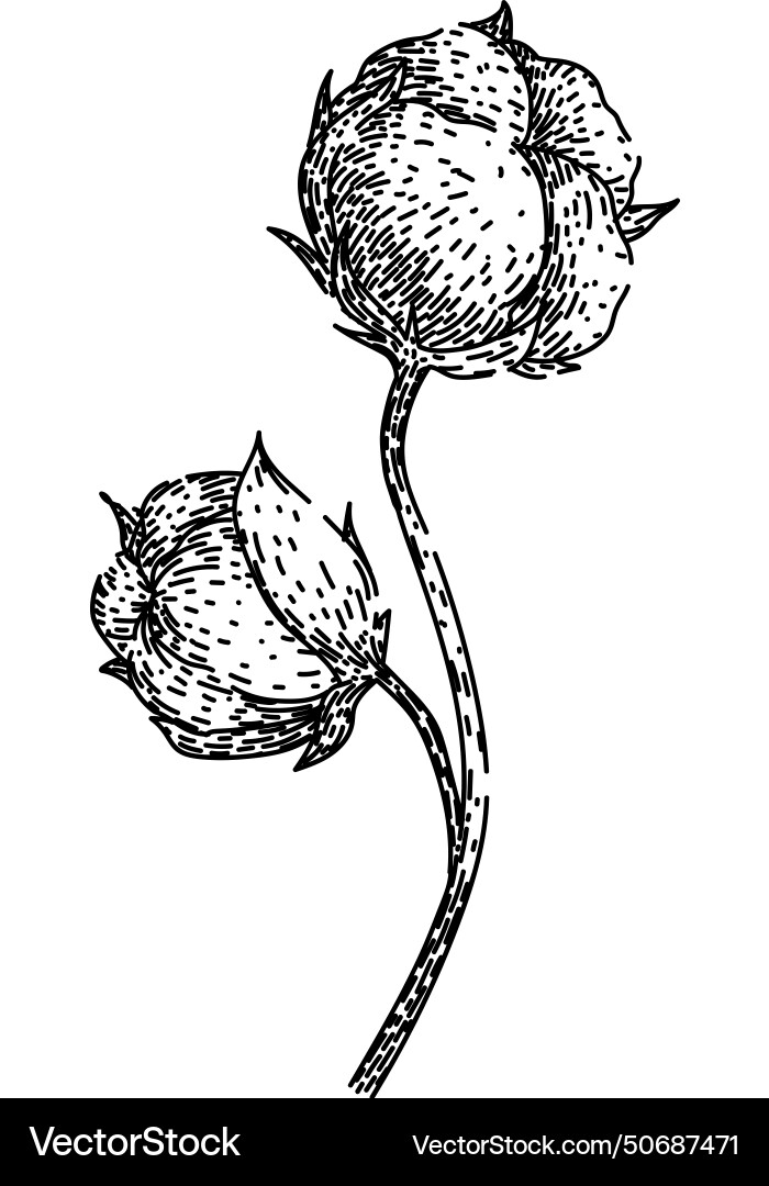 Field cotton plant sketch hand drawn Royalty Free Vector