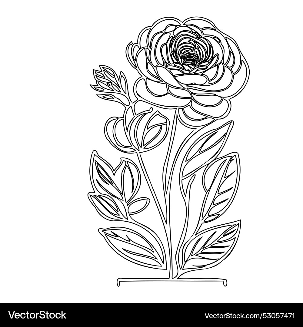 Ranunculus flower plant sketch outline Royalty Free Vector