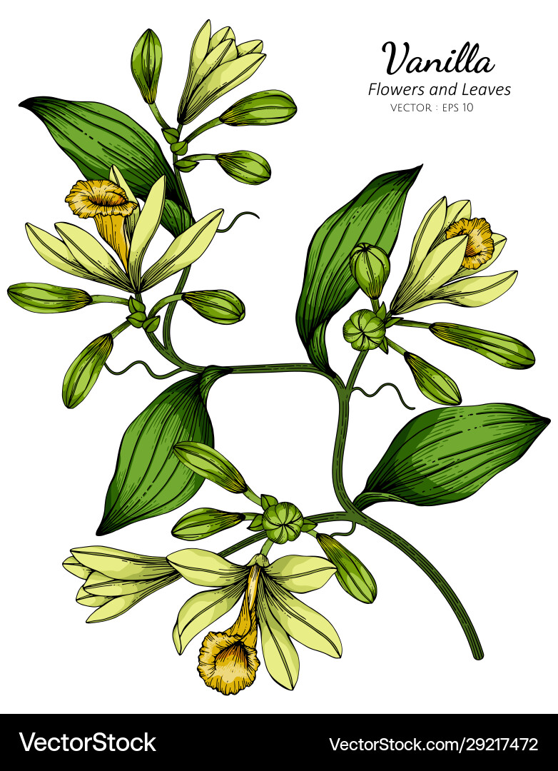 Vanilla flower and leaf drawing with line art Vector Image