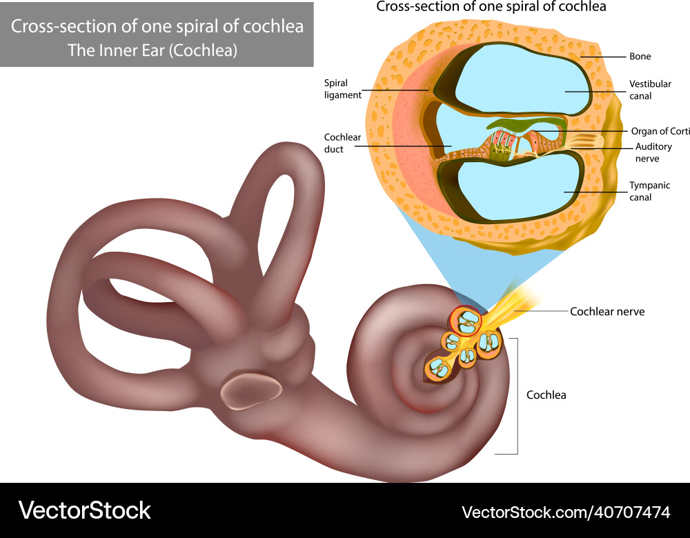 Anatomie Der Cochlea Im Innenohr Wie Funktioniert Hören? Vom Schall