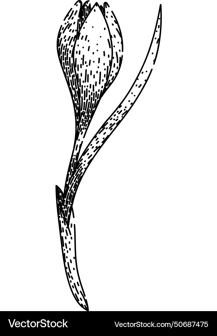 Flower crocus sketch hand drawn Royalty Free Vector Image