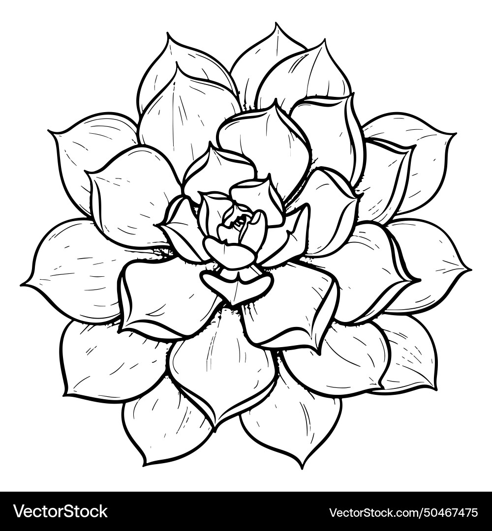 Hand drawn sketched outline cactus silhouette Vector Image