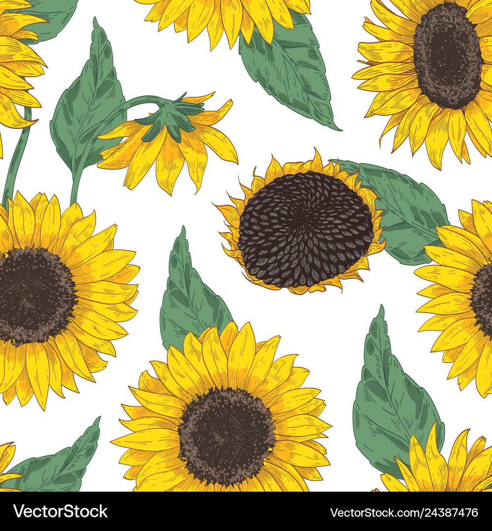 Botanical seamless pattern with sunflower heads Vector Image