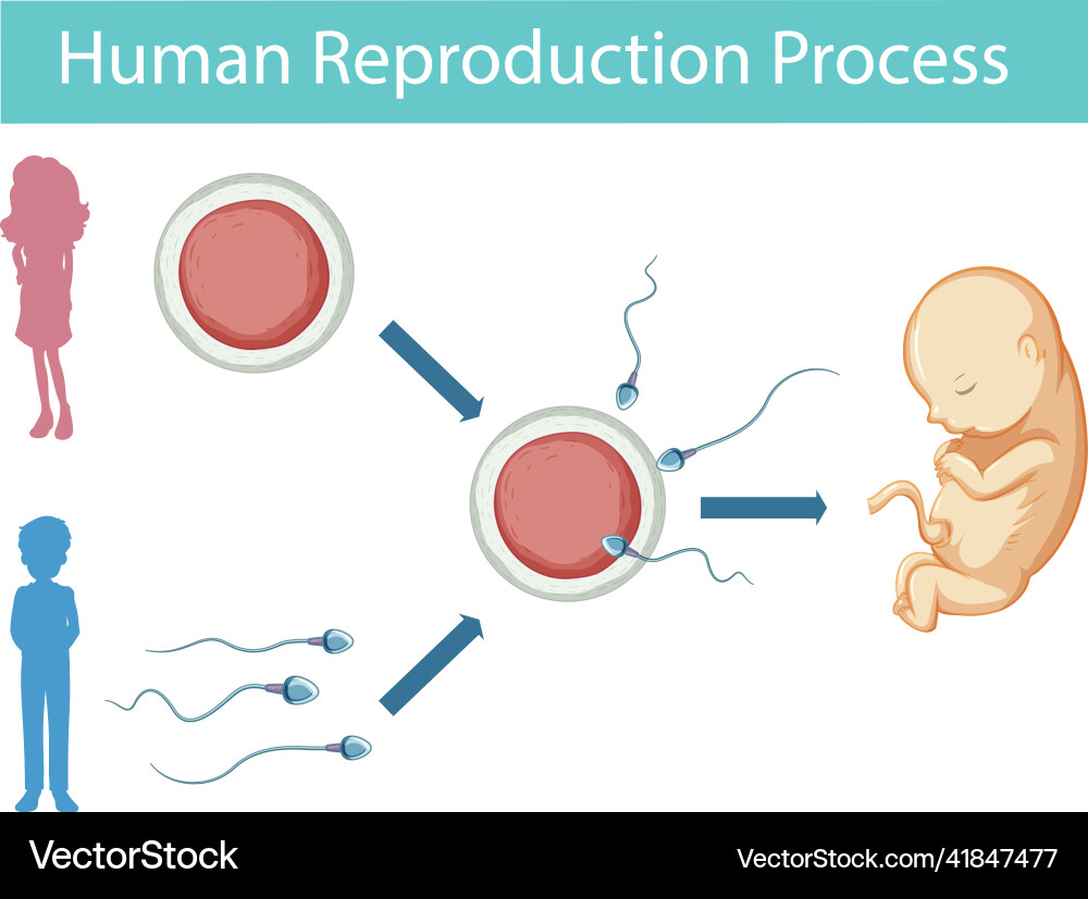 Human reproduction process infographic Royalty Free Vector