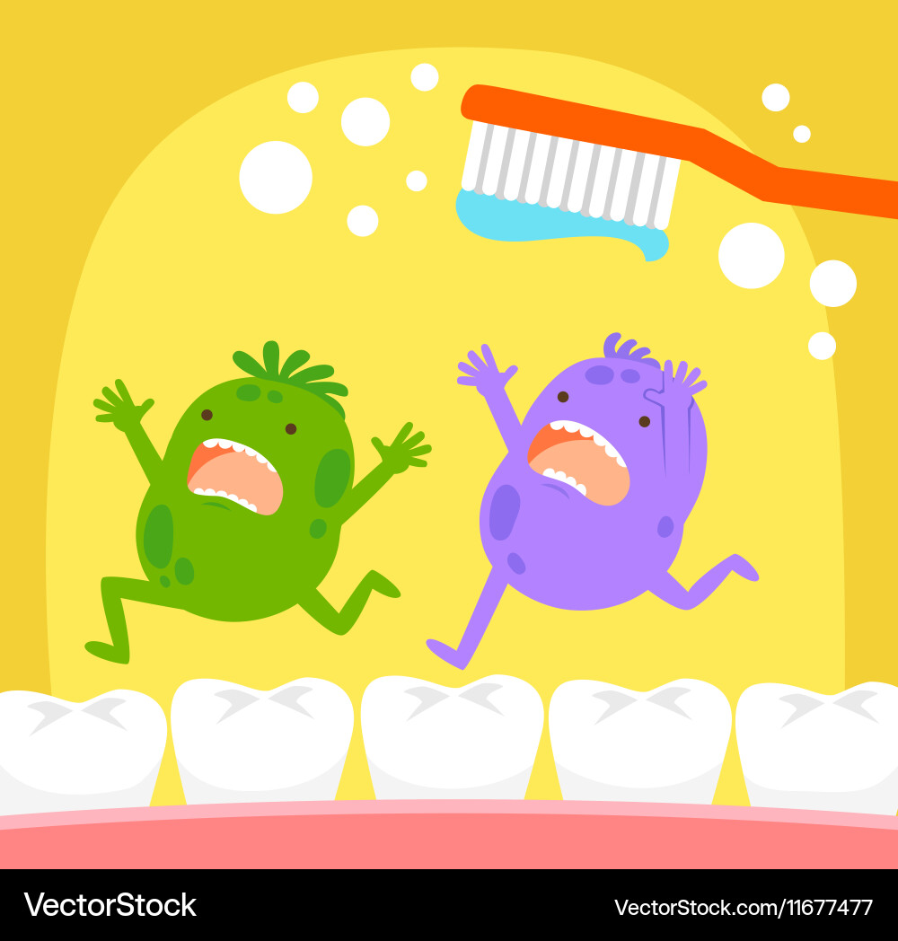 Tooth germs and toothbrush Royalty Free Vector Image