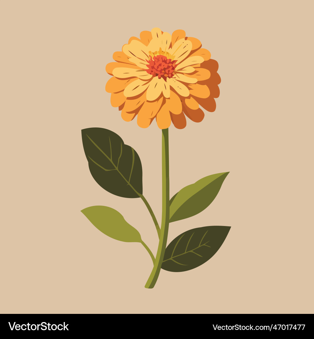 Zinnia flowering plant isolated Royalty Free Vector Image