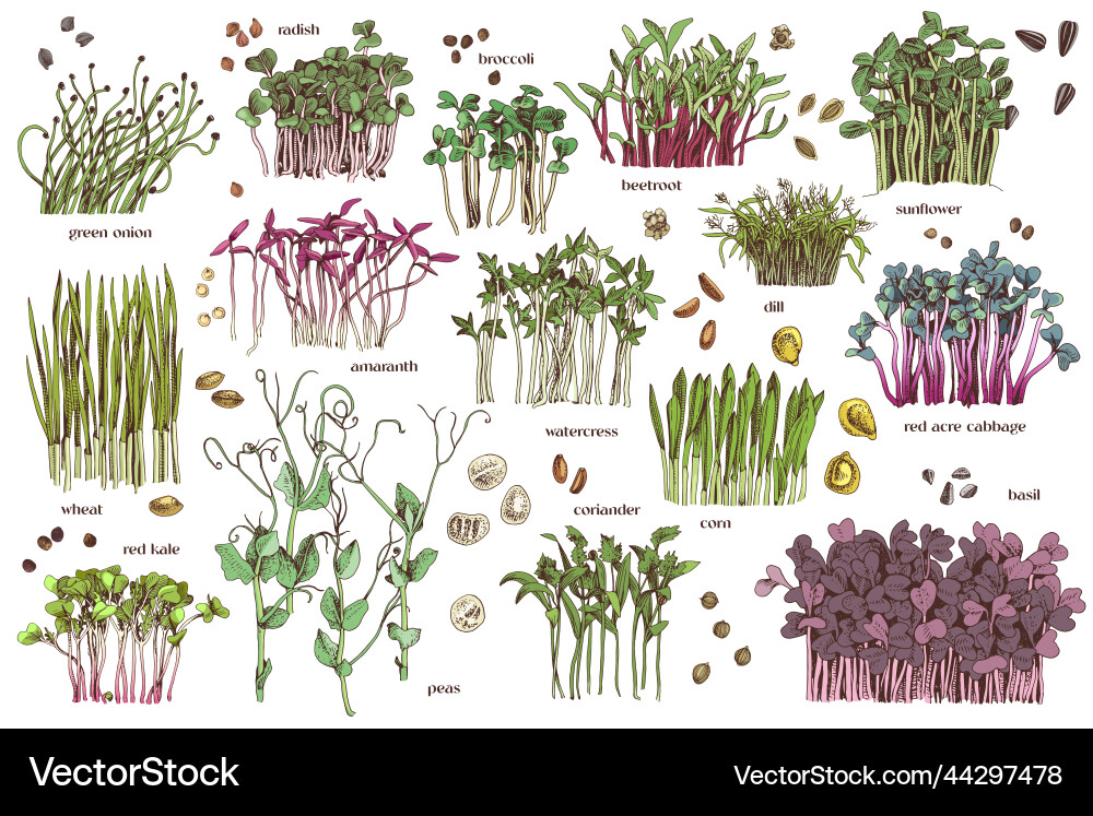 Hand drawn fresh microgreens sprouts Royalty Free Vector