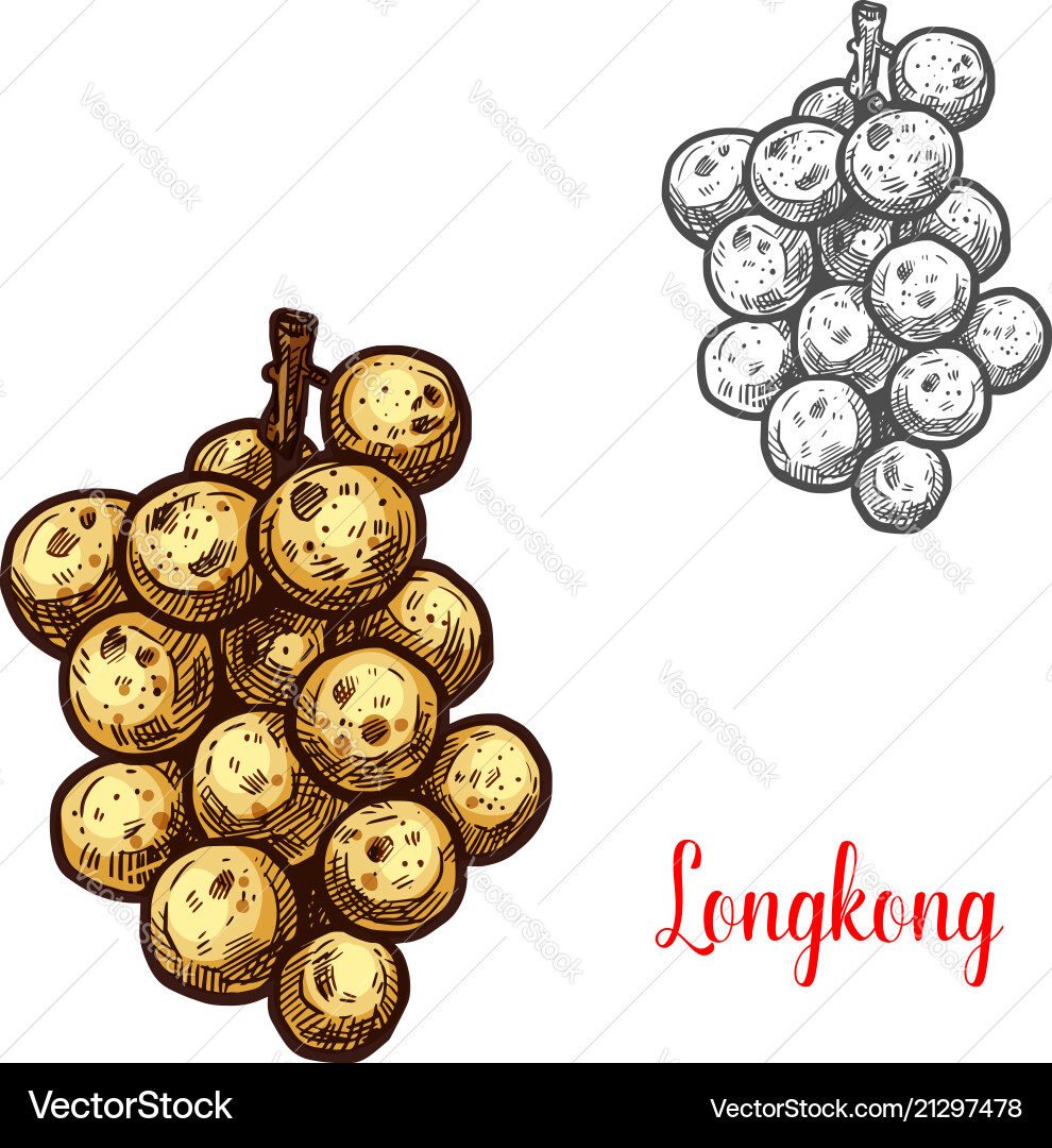 Longkong sketch exotic fruit Royalty Free Vector Image