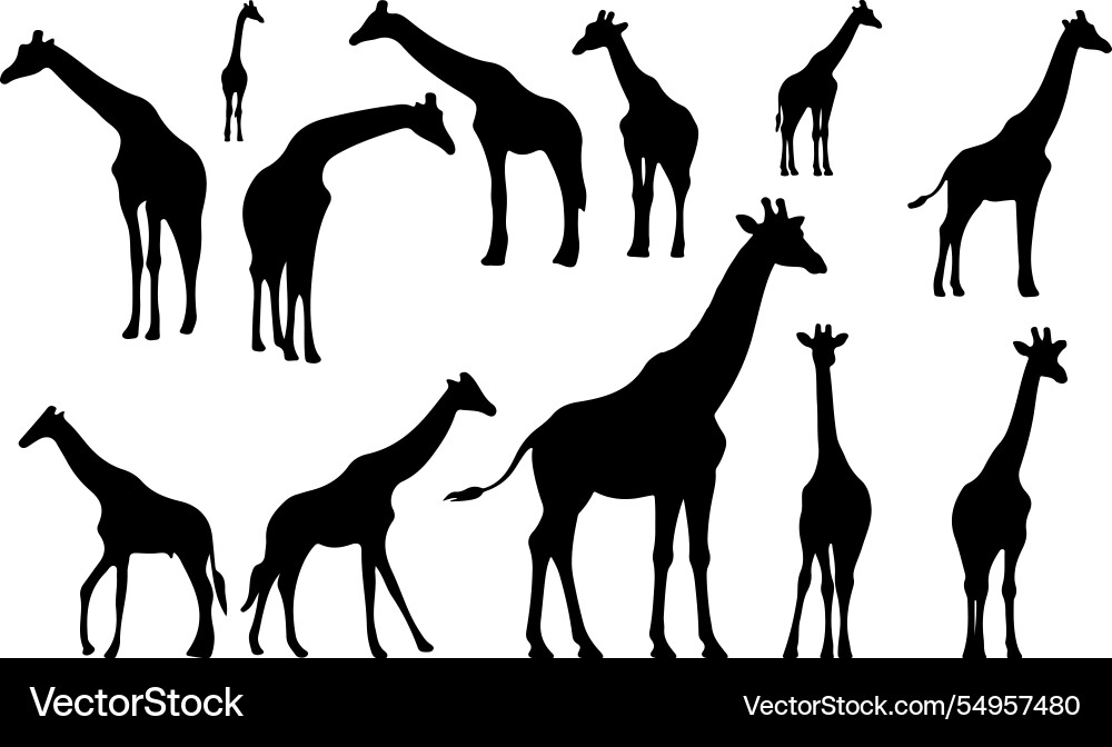 Giraffe Royalty Free Vector Image - VectorStock