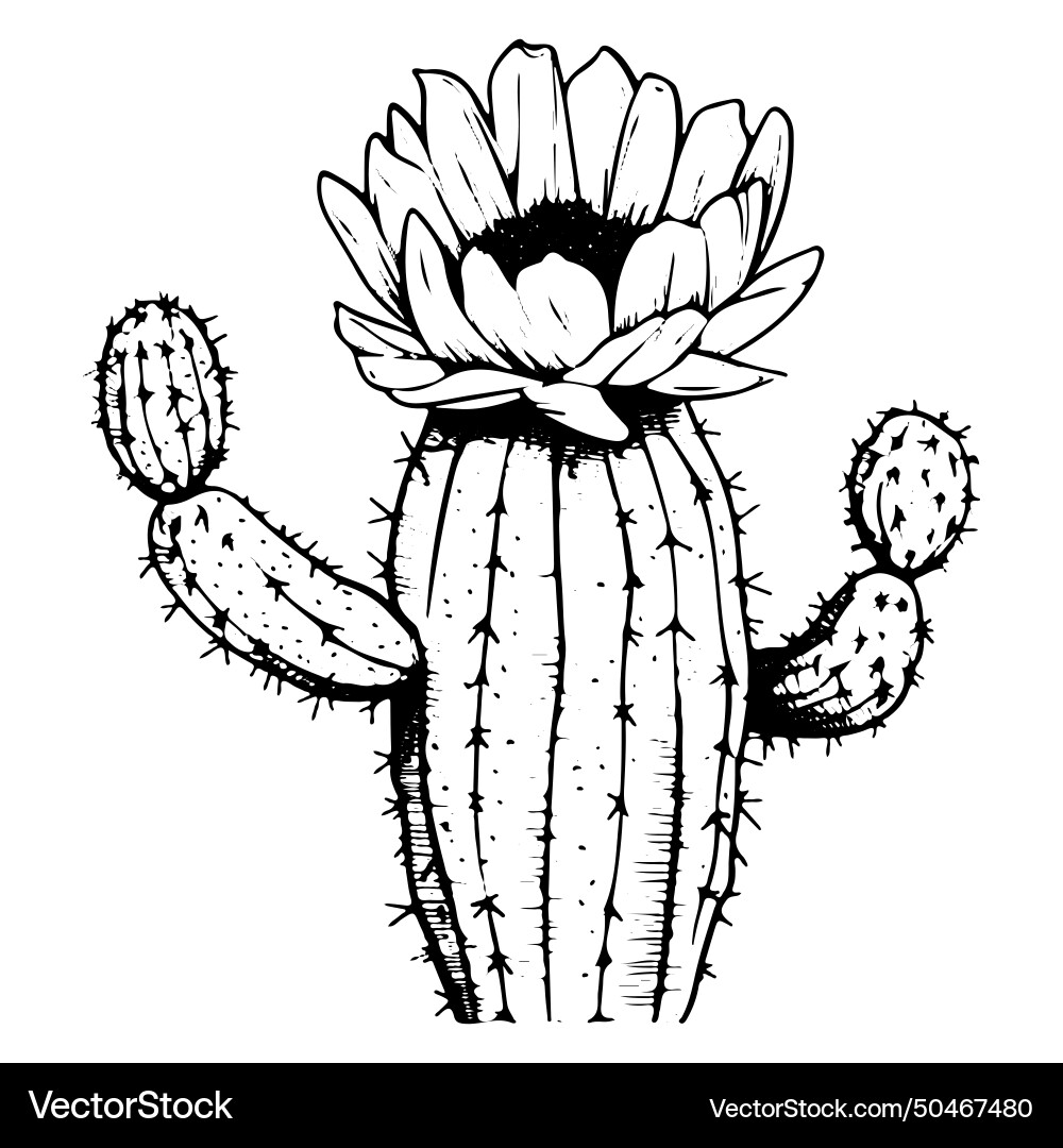 Hand drawn sketched outline cactus silhouette Vector Image