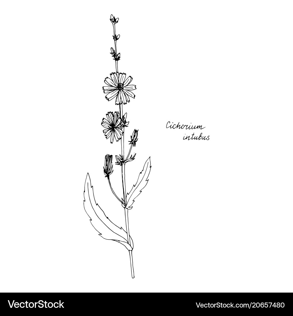 Ink drawing plant of chicory Royalty Free Vector Image