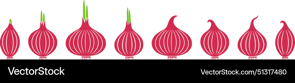 Onion Royalty Free Vector Image - VectorStock
