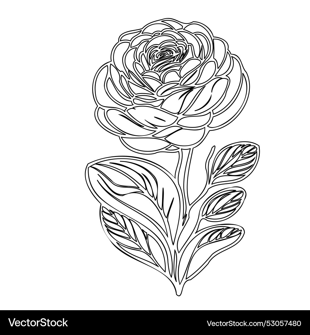 Ranunculus flower plant sketch outline Royalty Free Vector