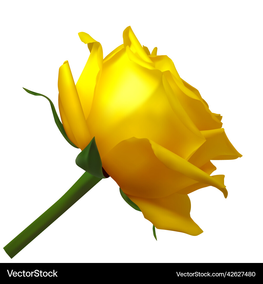 Realistic yellow rose on white background Vector Image