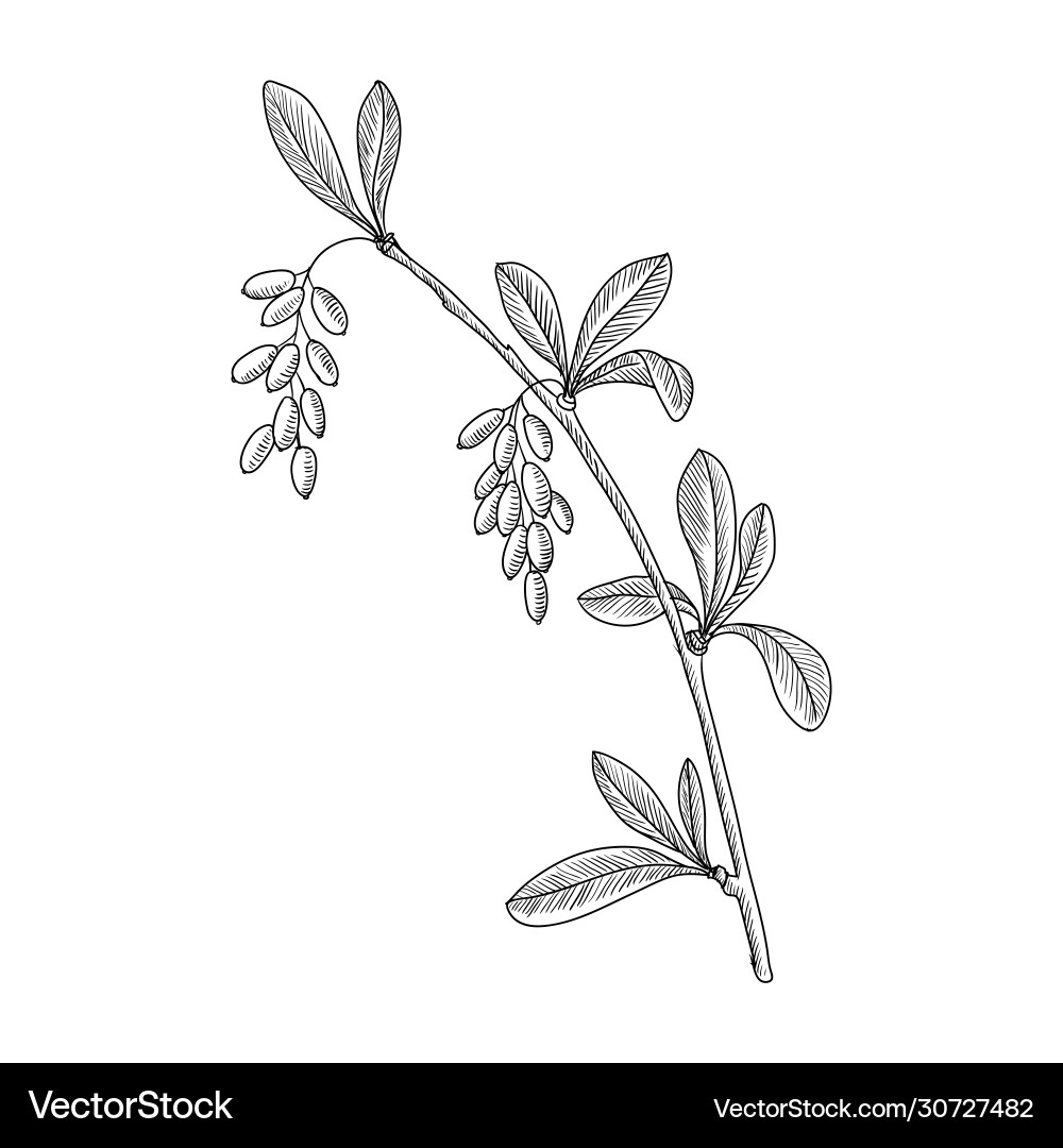 Drawing barberry Royalty Free Vector Image - VectorStock