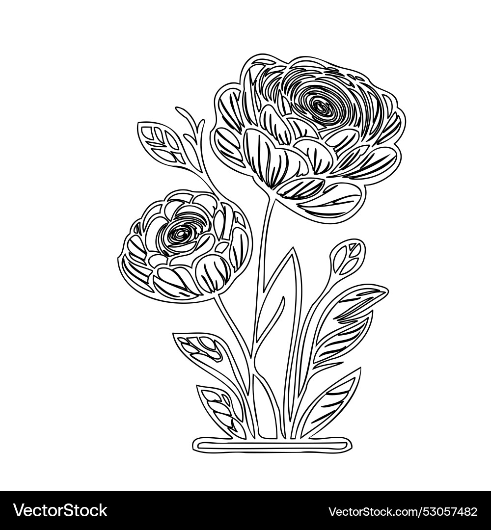 Ranunculus flower plant sketch outline Royalty Free Vector