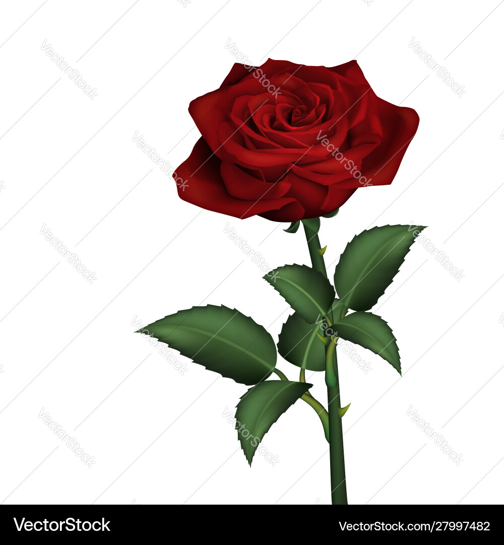 Realistic red rose Royalty Free Vector Image - VectorStock
