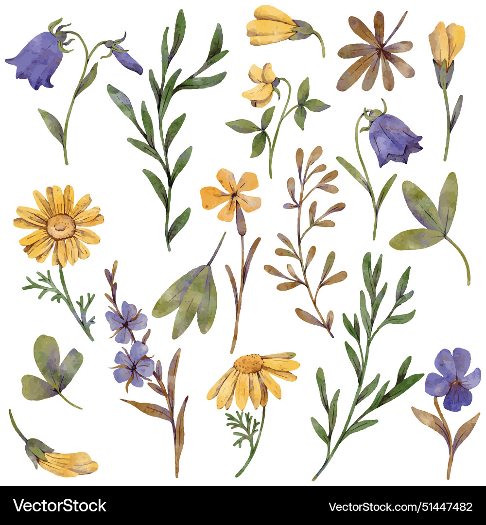 Set of wild flowers Royalty Free Vector Image - VectorStock