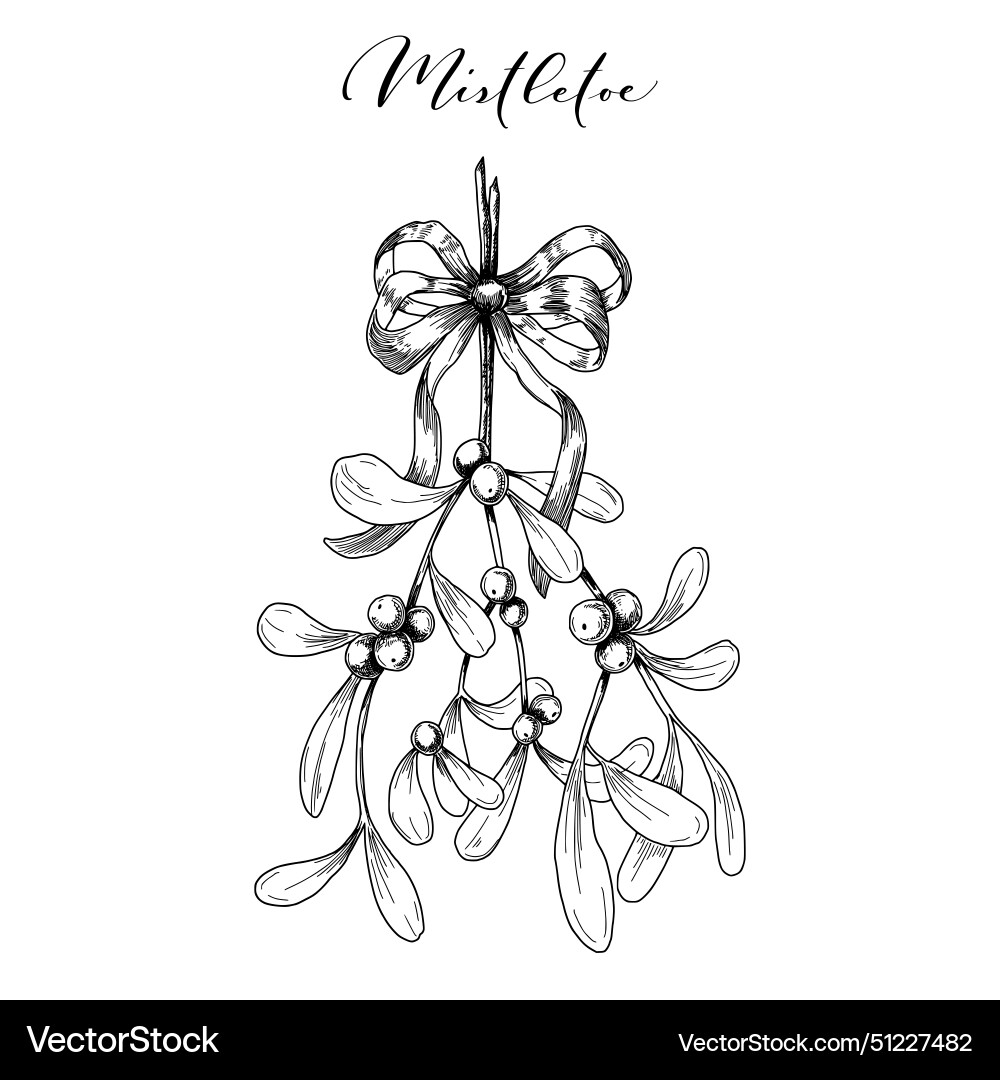 Vintage hand drawn christmas mistletoe isolated Vector Image