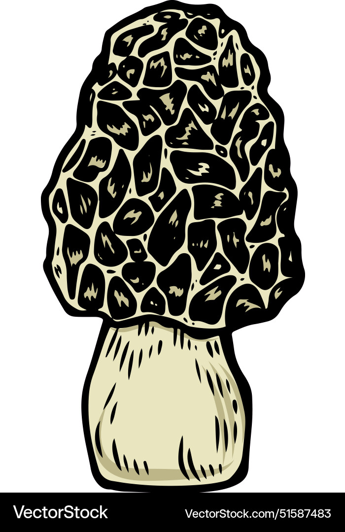 Morel mushroom line drawing isolated on white Vector Image