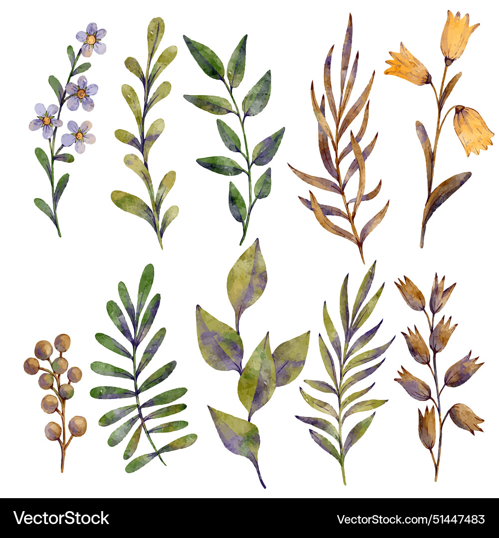 Set of wild flowers Royalty Free Vector Image - VectorStock