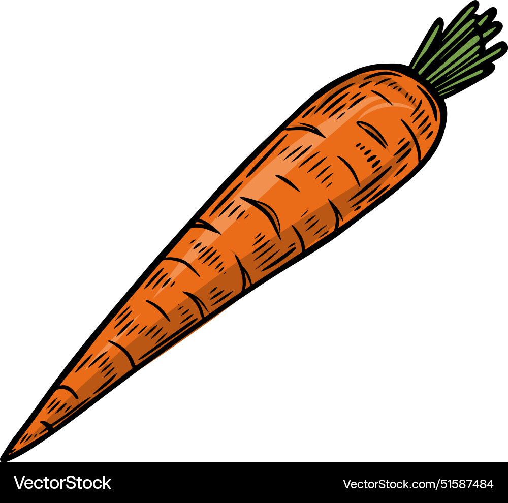 Engraved carrot vegetable isolated on white Vector Image