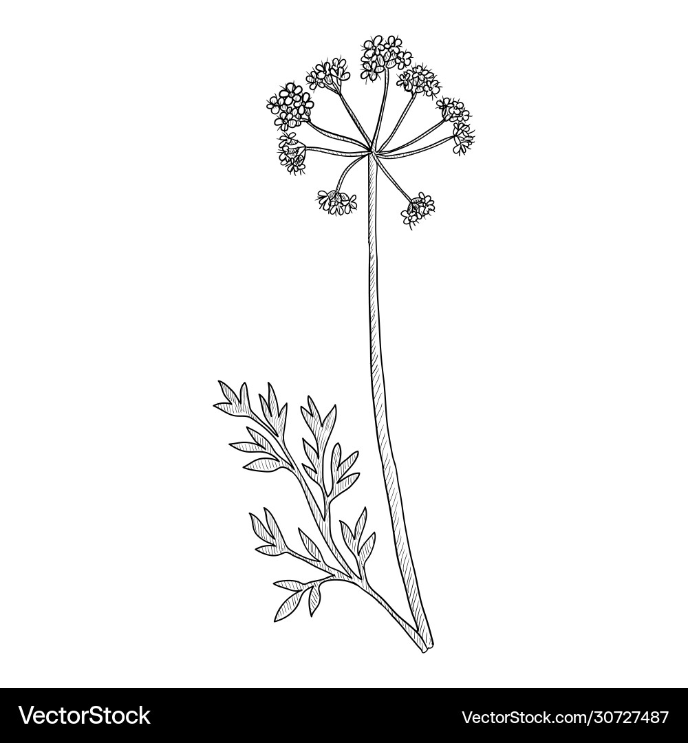 Drawing asafoetida Royalty Free Vector Image - VectorStock
