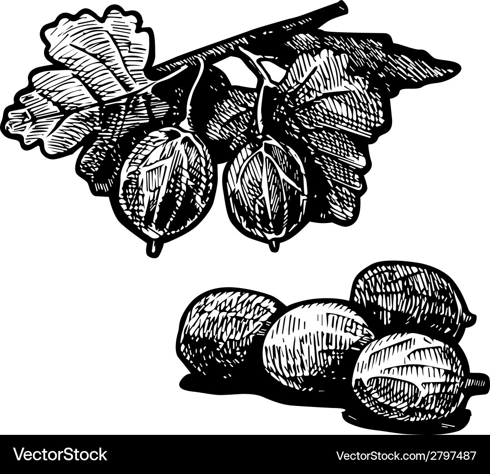 Gooseberry Royalty Free Vector Image - VectorStock