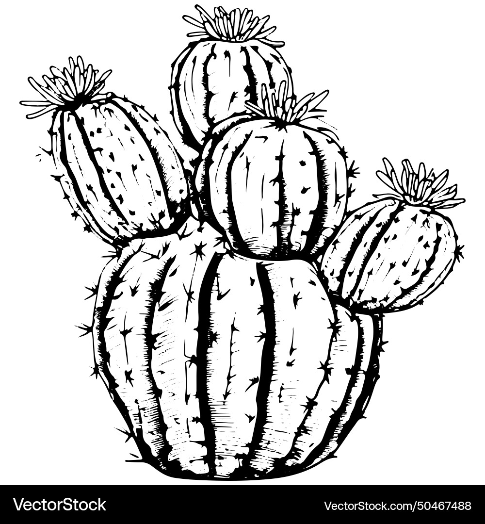 Hand drawn sketched outline cactus silhouette Vector Image