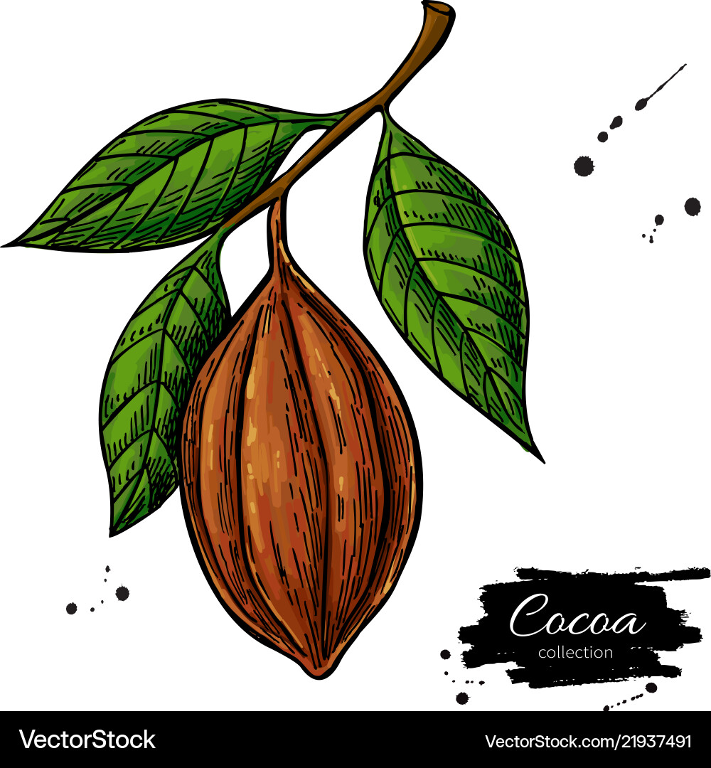 Cocoa branch superfood drawing organic Royalty Free Vector