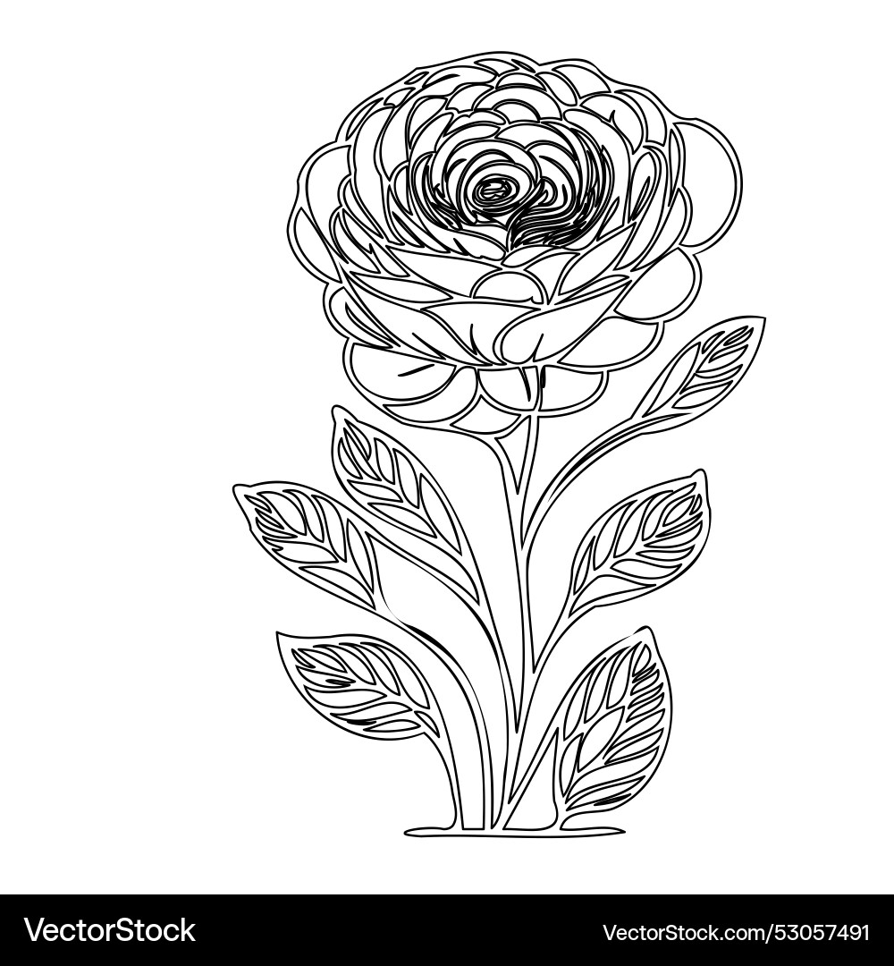 Ranunculus flower plant sketch outline Royalty Free Vector