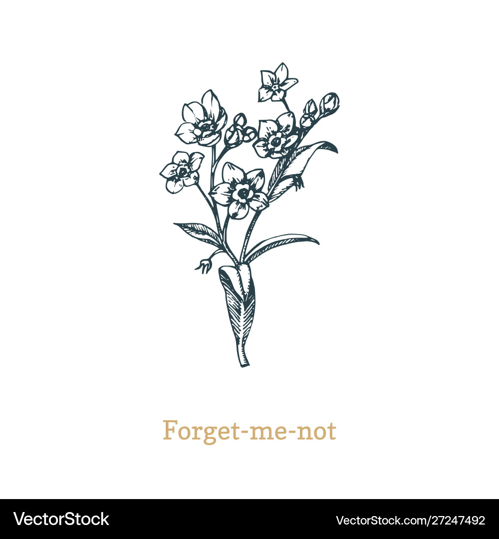 Forget me not on white Royalty Free Vector Image
