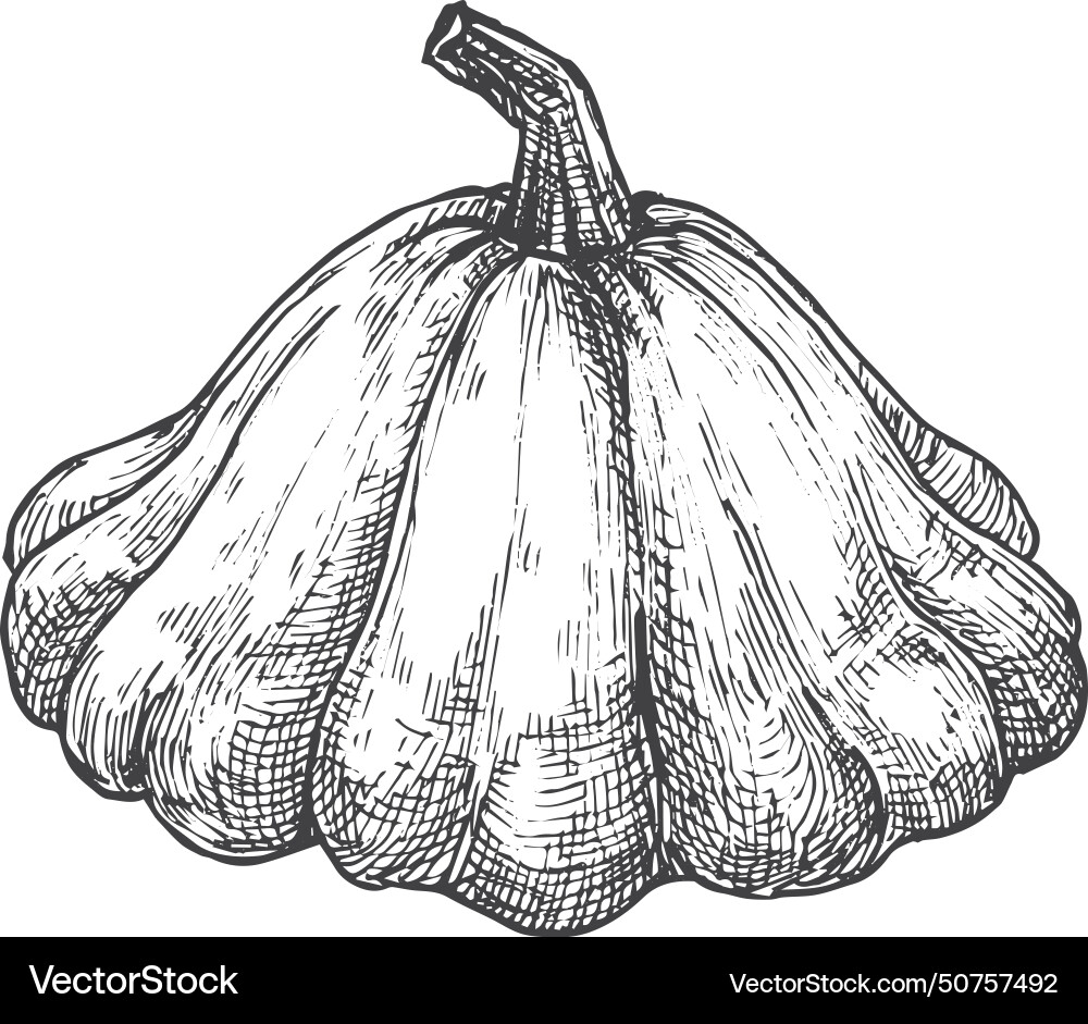 Squash hand drawn vegetable Royalty Free Vector Image