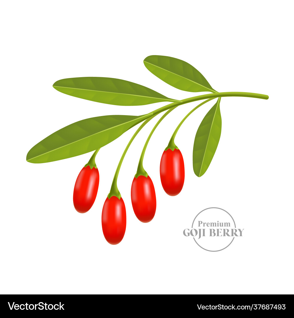 Realistic fresh goji berry Royalty Free Vector Image