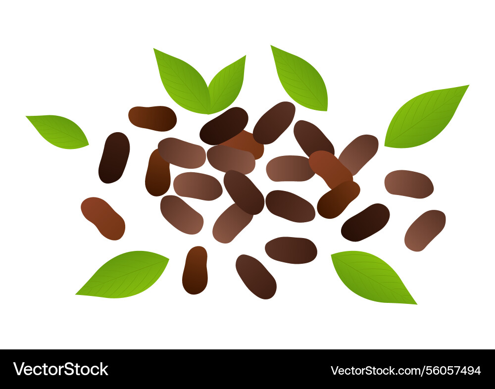 Cocoa beans Royalty Free Vector Image - VectorStock