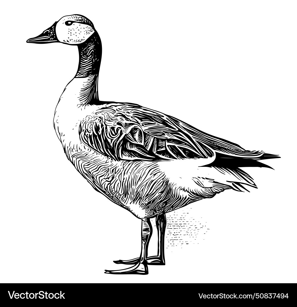 Engraving goose on white Royalty Free Vector Image