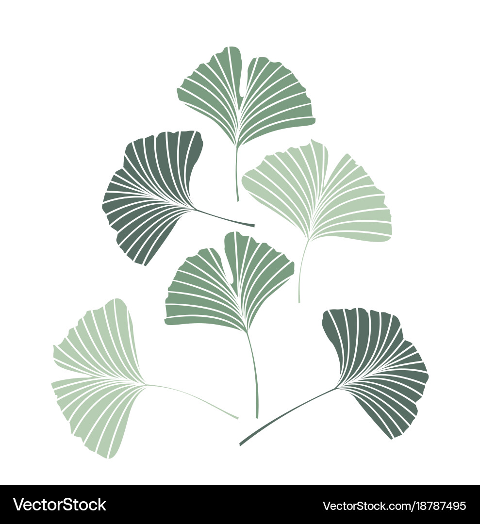 Ginkgo biloba leaves Royalty Free Vector Image