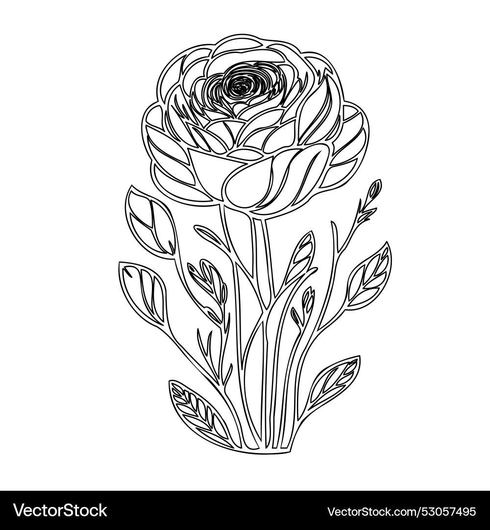 Ranunculus flower plant sketch outline Royalty Free Vector