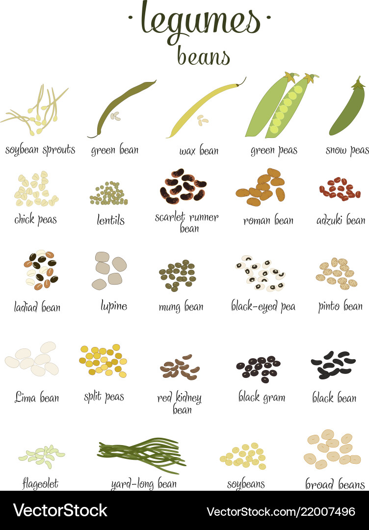 Diverse Legumes & Beans Collection Royalty Free Vector