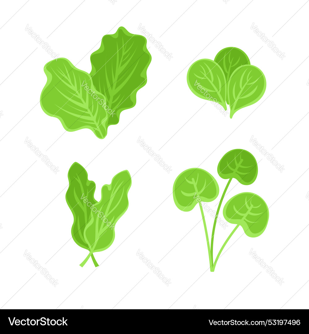 Leaf vegetables or salad greens leafy Royalty Free Vector