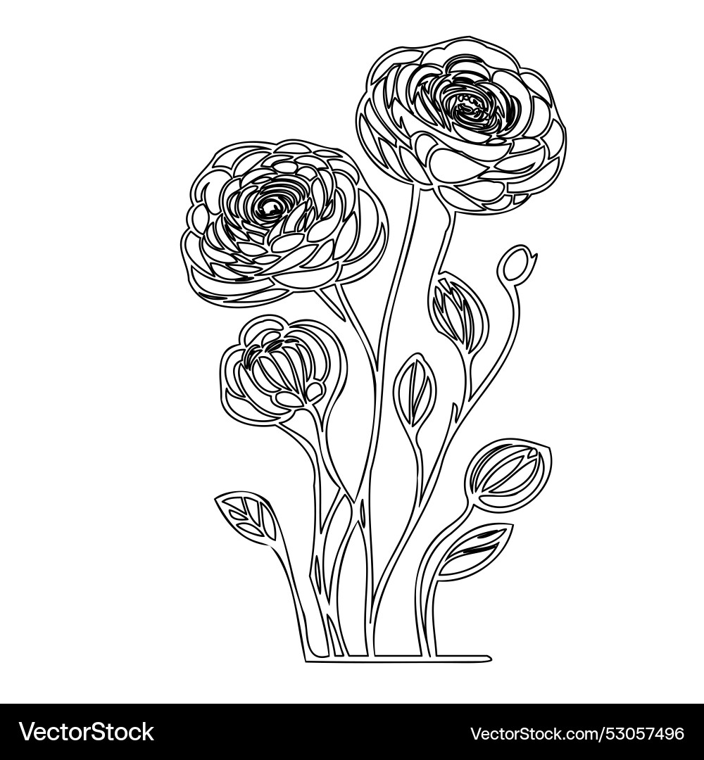 Ranunculus flower plant sketch outline Royalty Free Vector