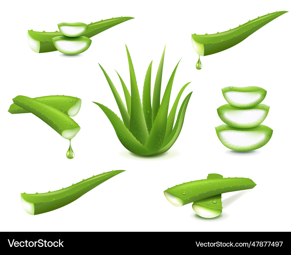 Aloe vera set isolated white background Royalty Free Vector